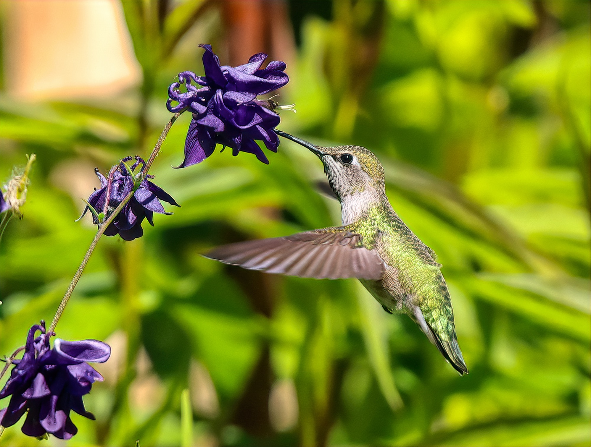 Anna’s on Columbine | Great Bird Pics