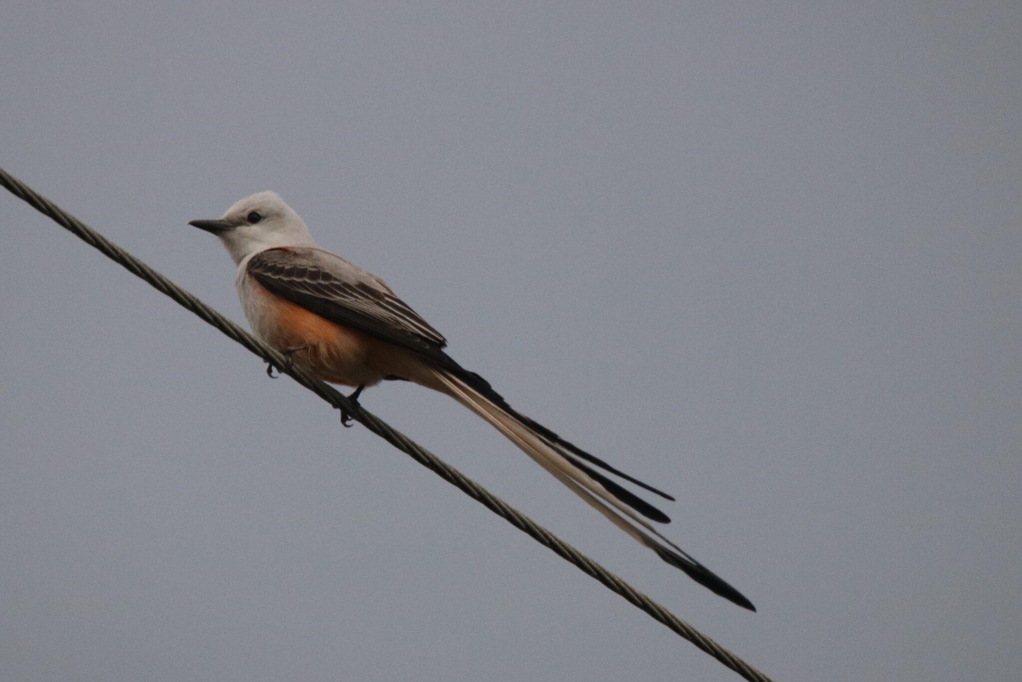 Scissor-tailed Flycatcher | Great Bird Pics