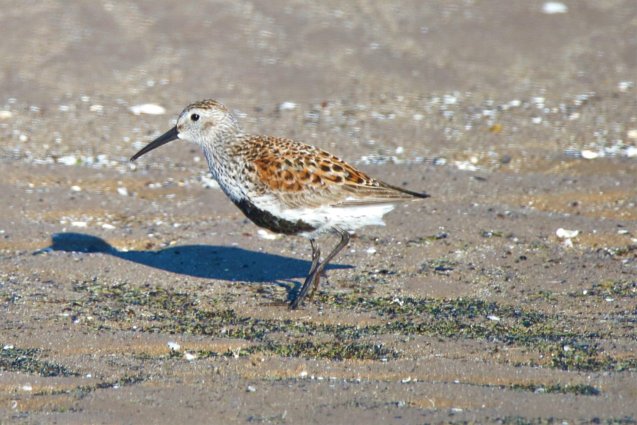 Dunlin | Great Bird Pics