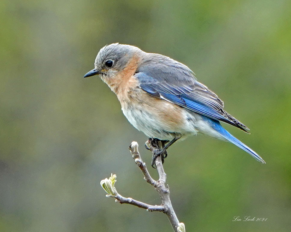 Fierce Hunter | Great Bird Pics