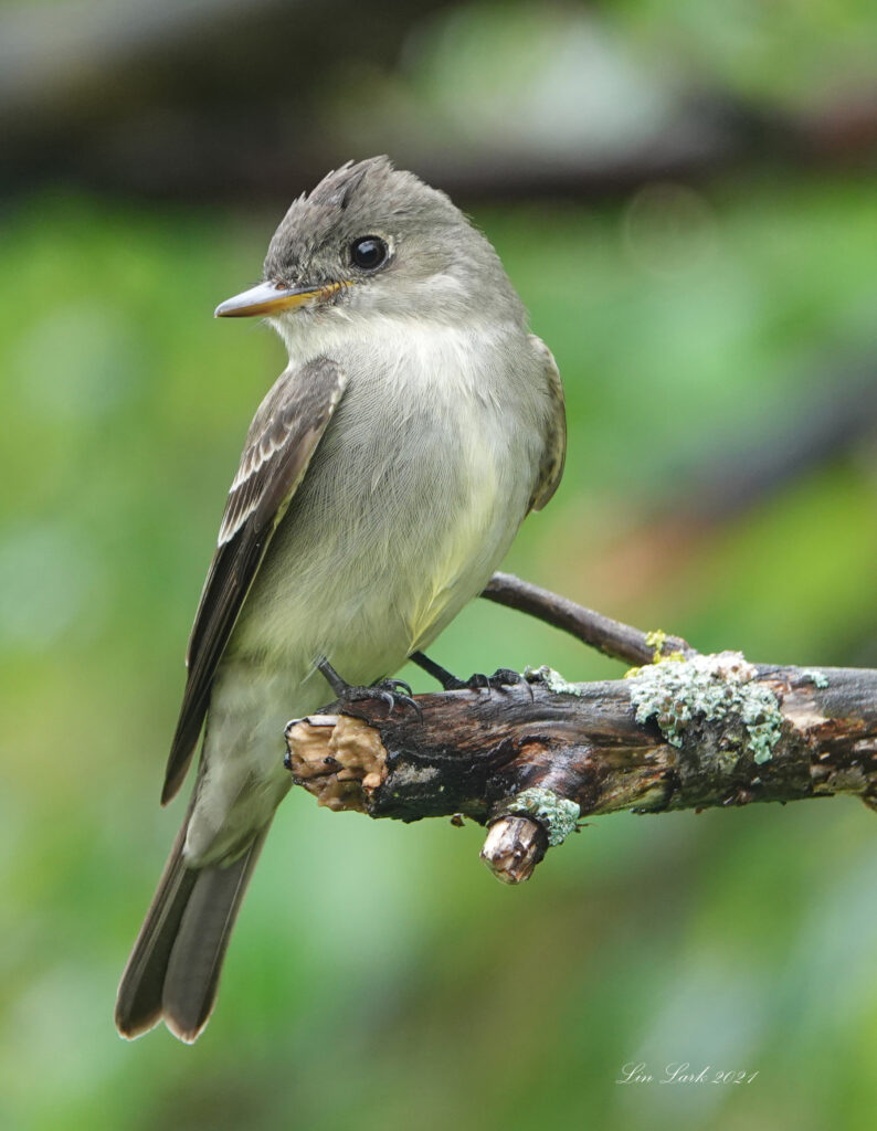 Flycatchers Galore | Great Bird Pics