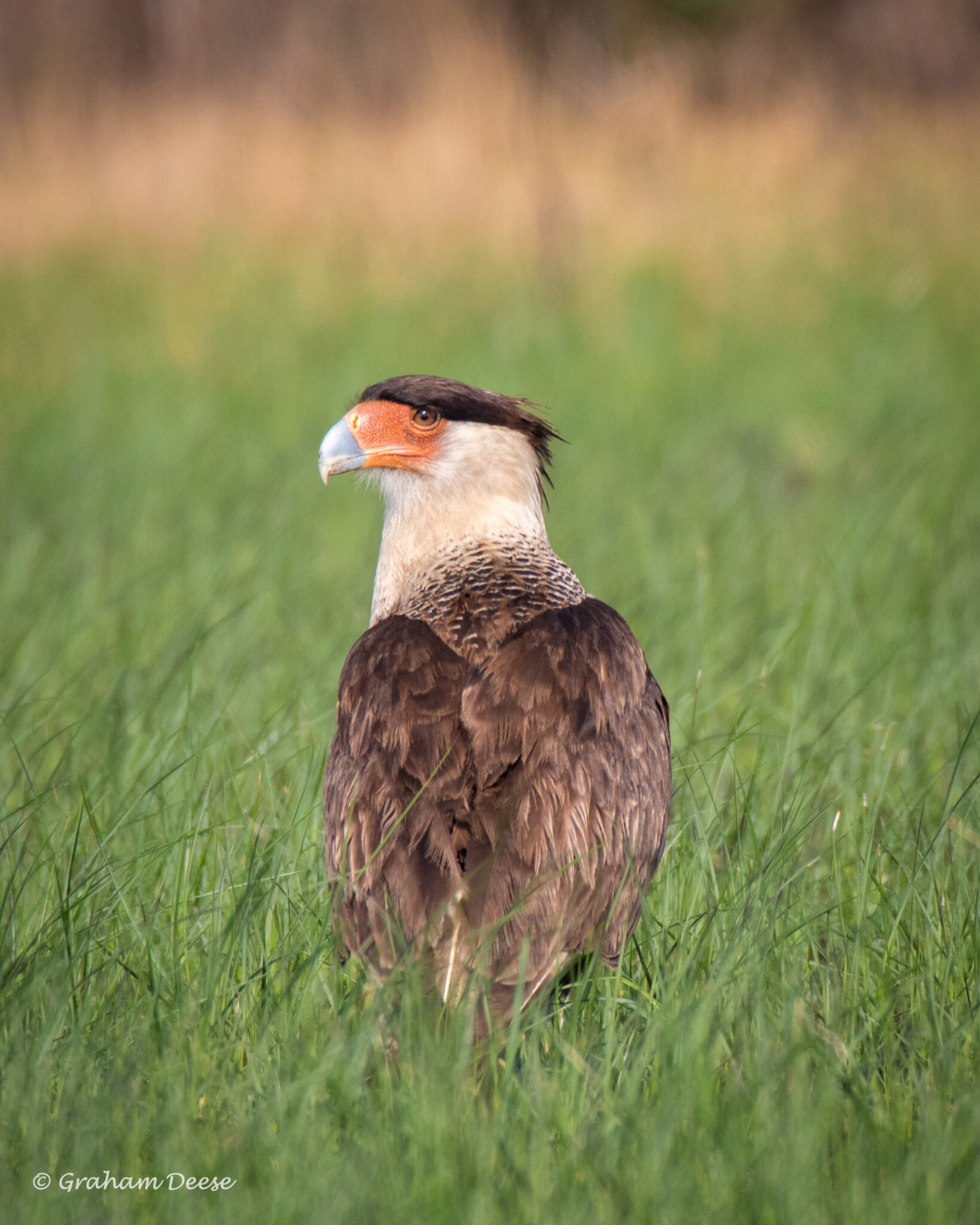 Crested Caracara | Great Bird Pics