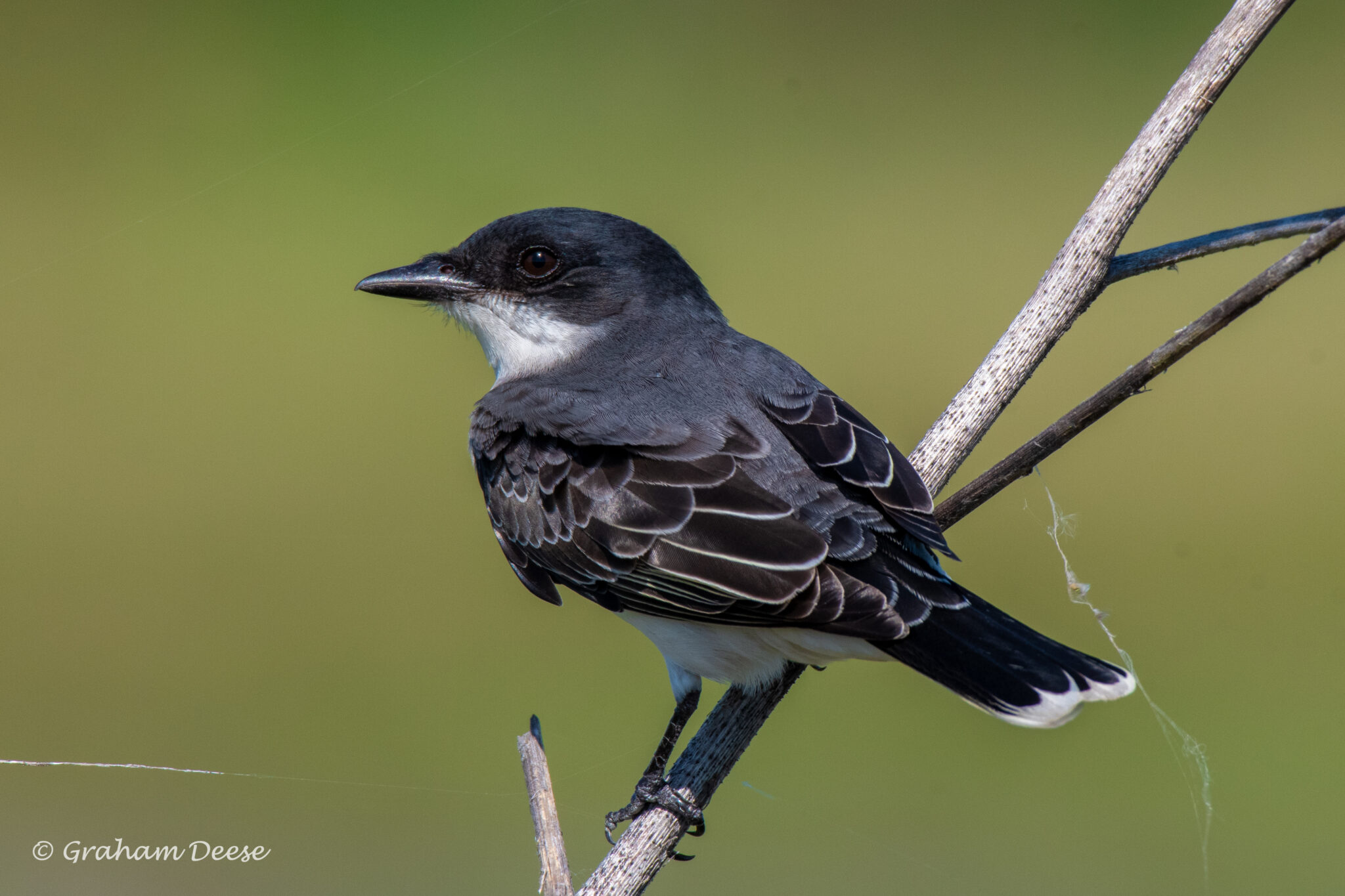 Eastern Kingbird | Great Bird Pics