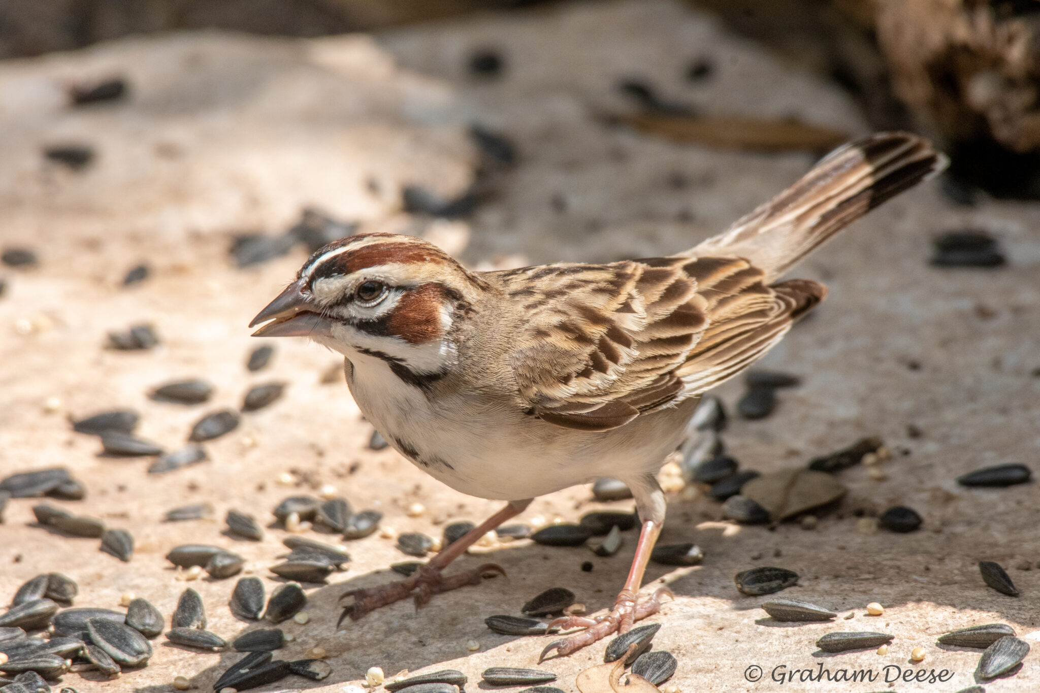 Lark Sparrow | Great Bird Pics