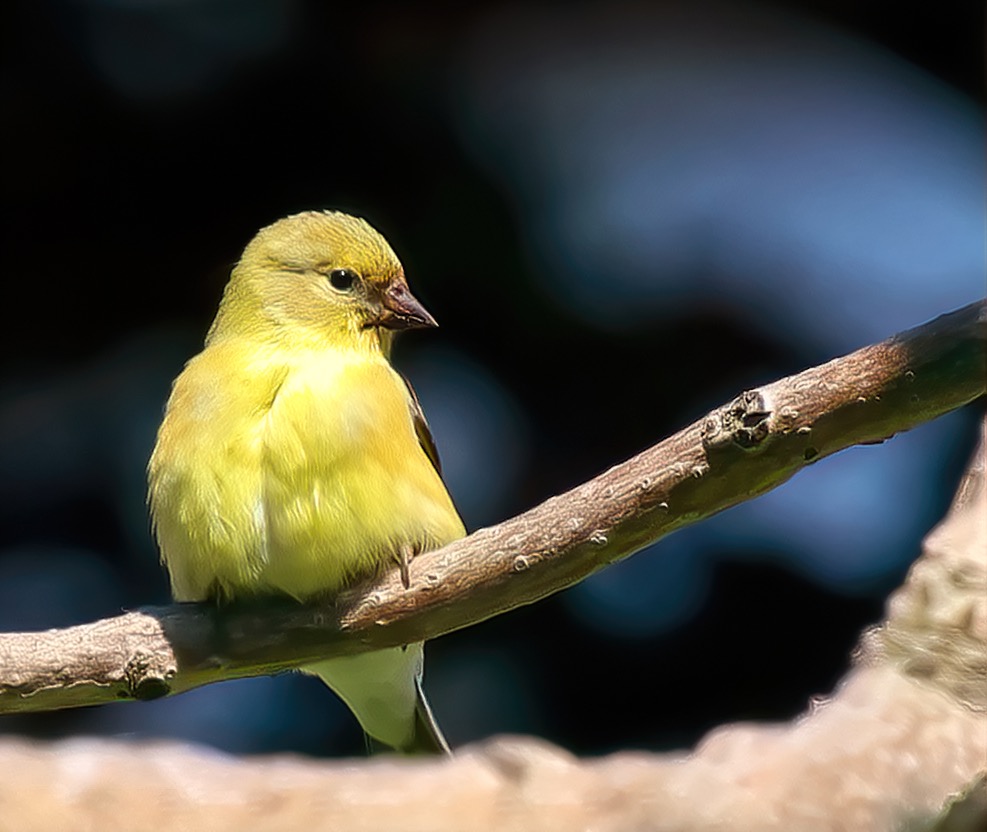 Goldie | Great Bird Pics