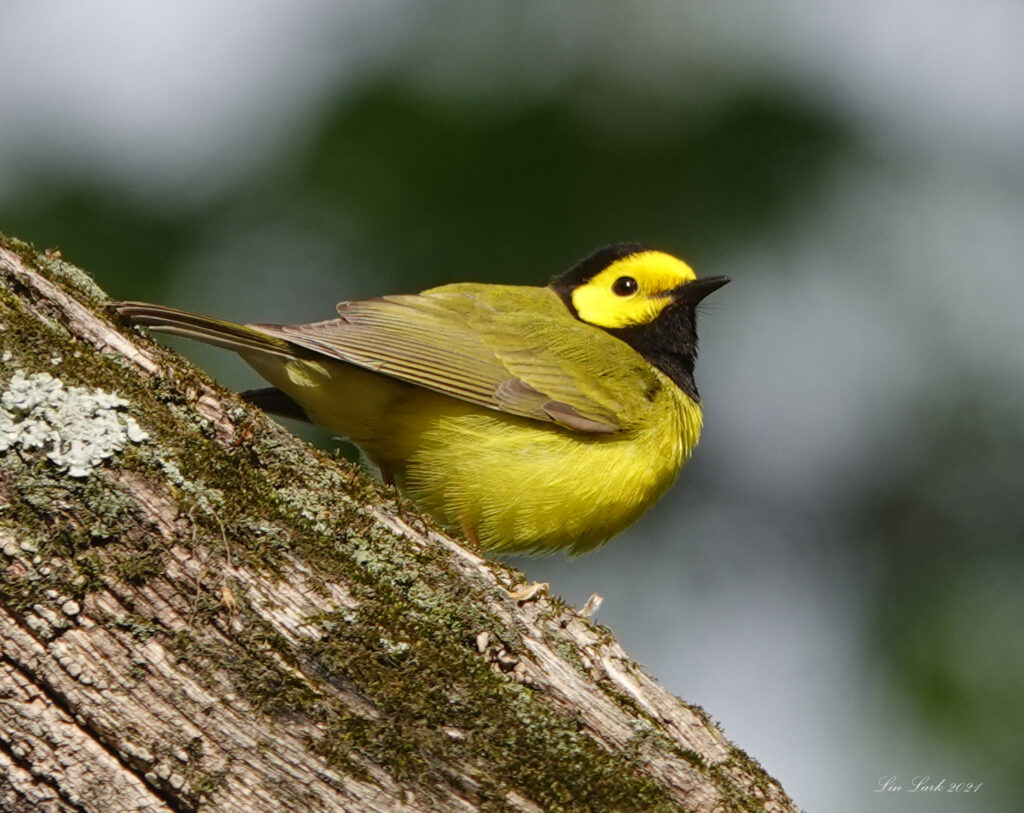 Waiting Pays Off | Great Bird Pics