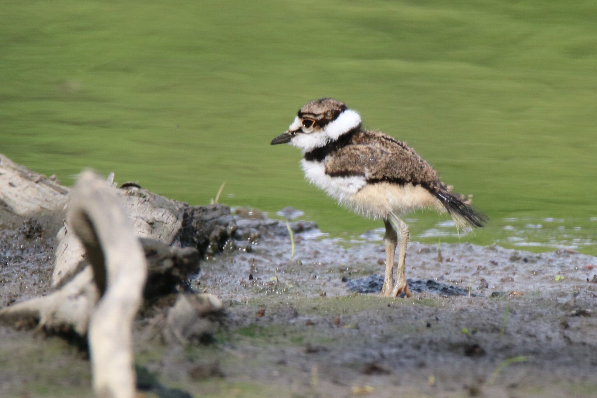 Killdeer | Great Bird Pics