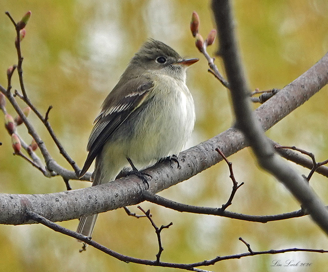 Least of all and Small | Great Bird Pics