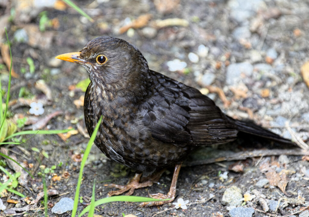 Eurasian Blackbird | Great Bird Pics