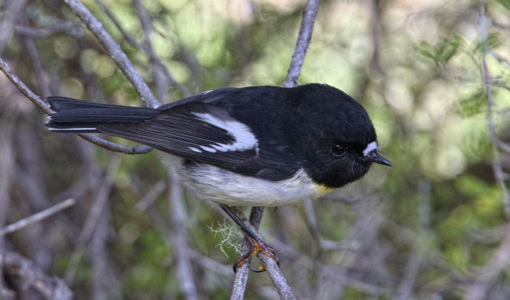 Tomtit | Great Bird Pics