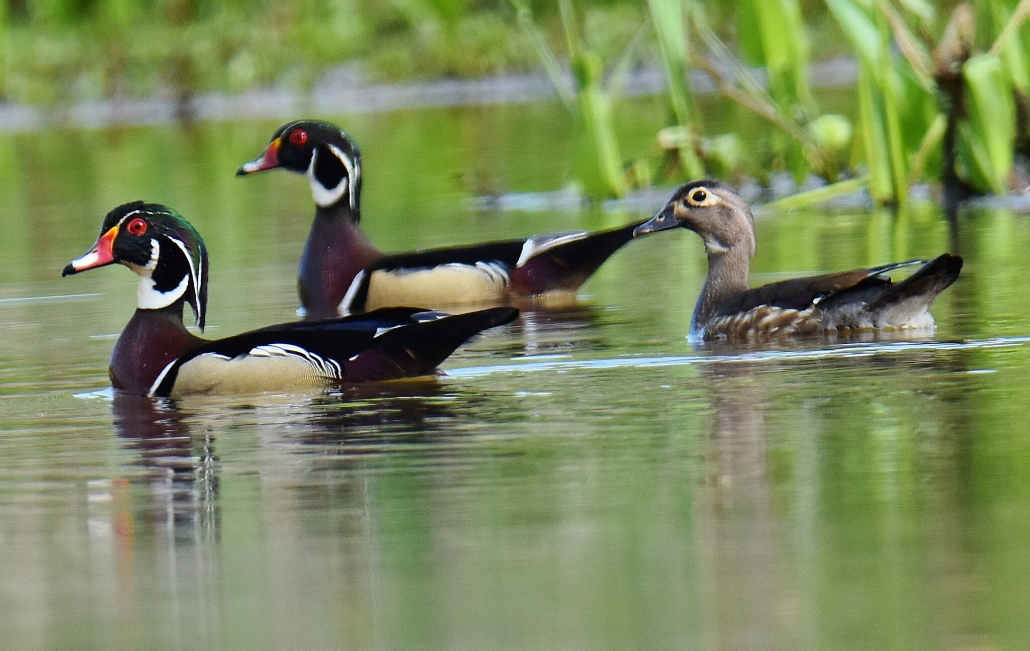 Birds eye view from the kayak | Great Bird Pics