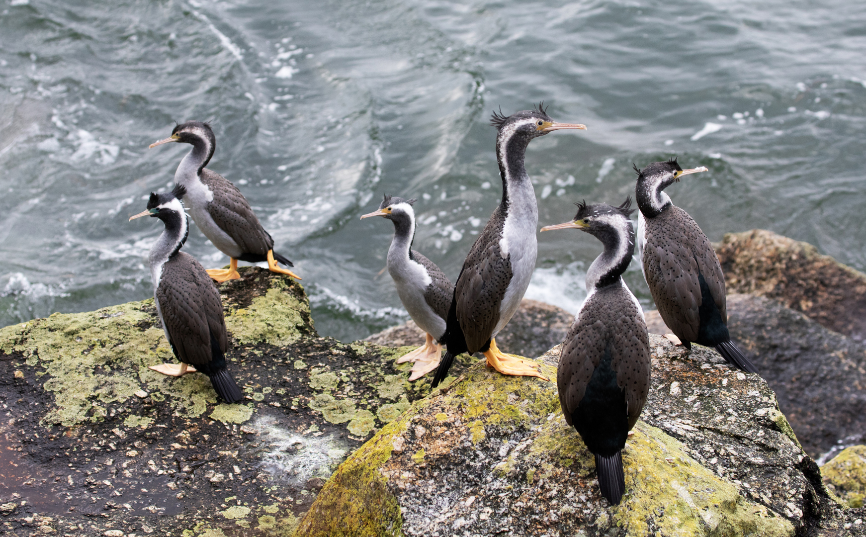 Spotted Shags | Great Bird Pics