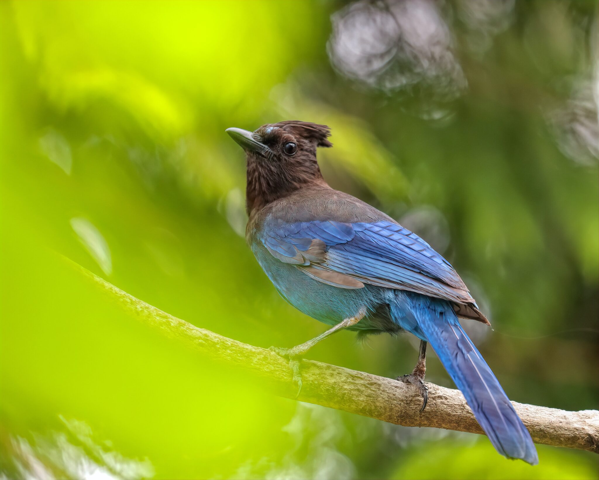 What’s the Commotion | Great Bird Pics