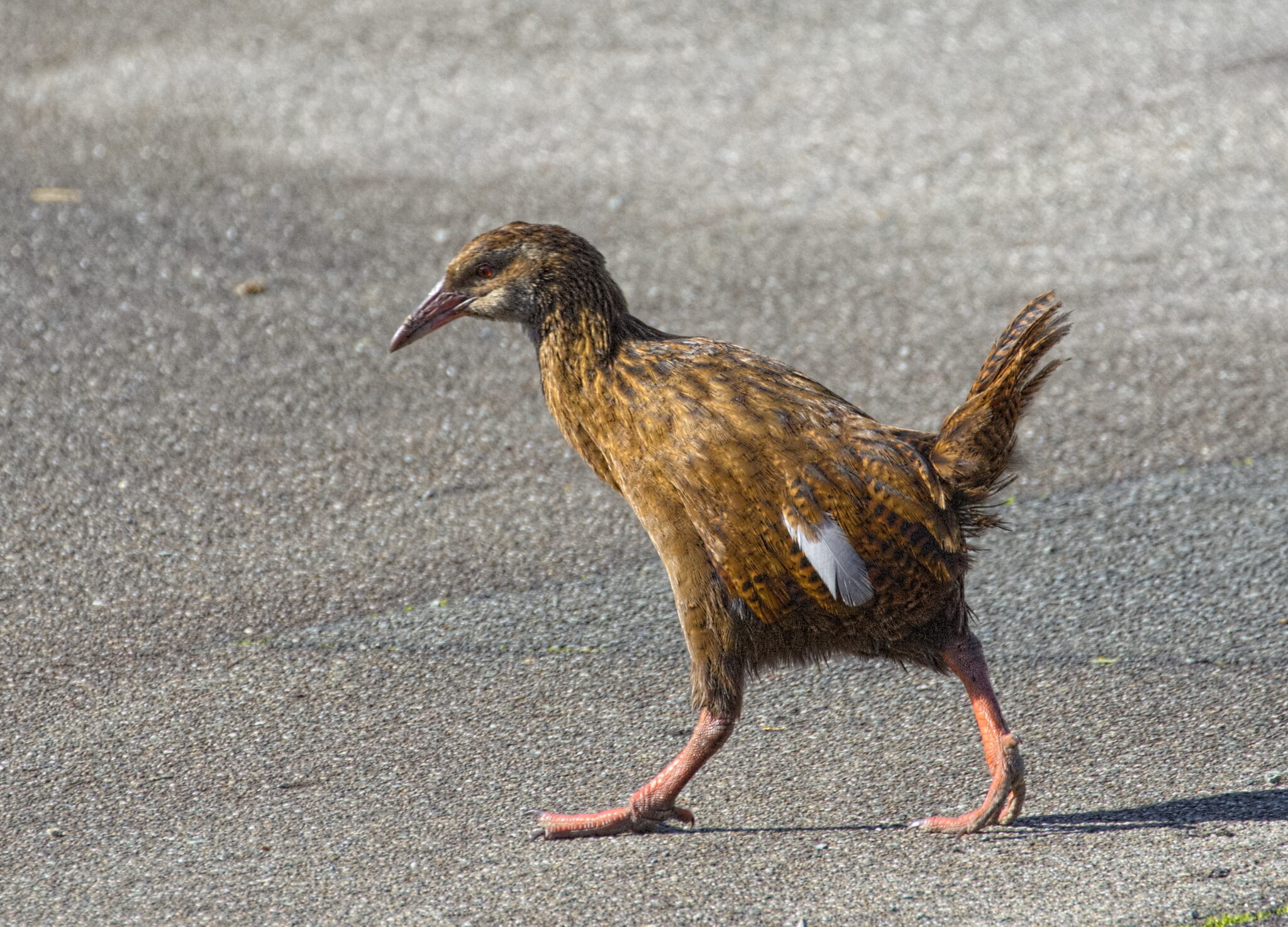 Weka or Maori hen | Great Bird Pics