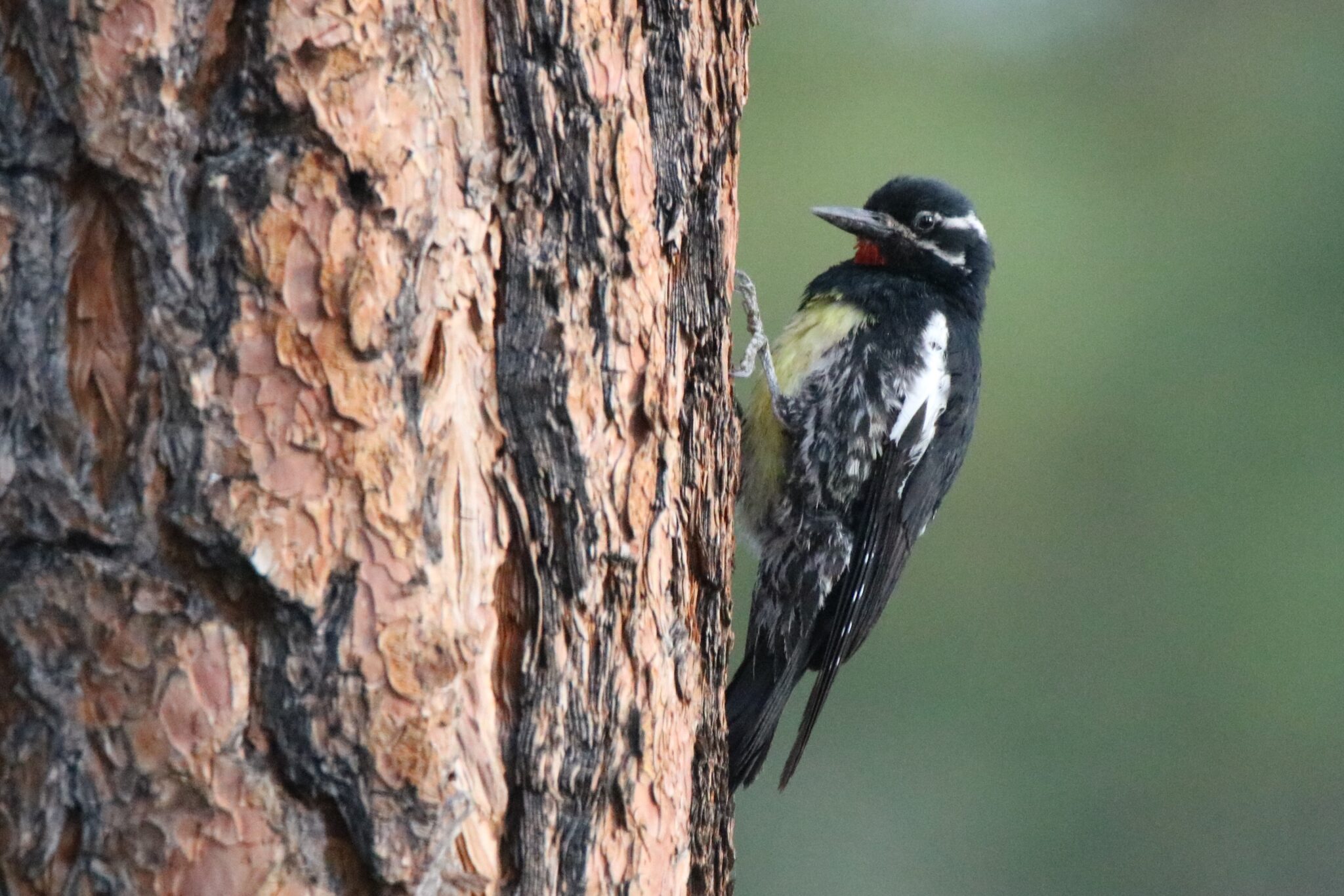 Williamson’s Sapsucker | Great Bird Pics
