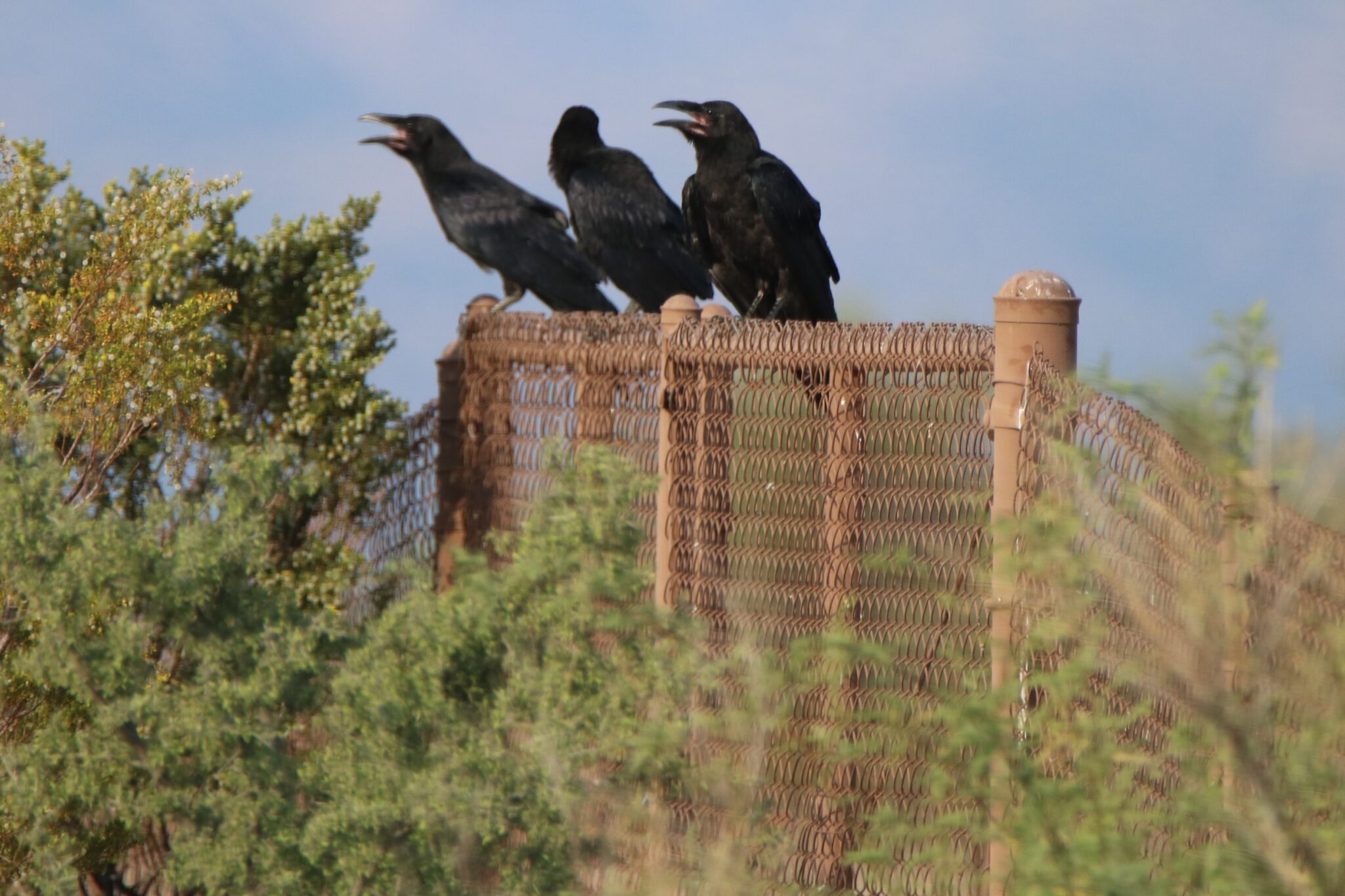 Common Ravens | Great Bird Pics