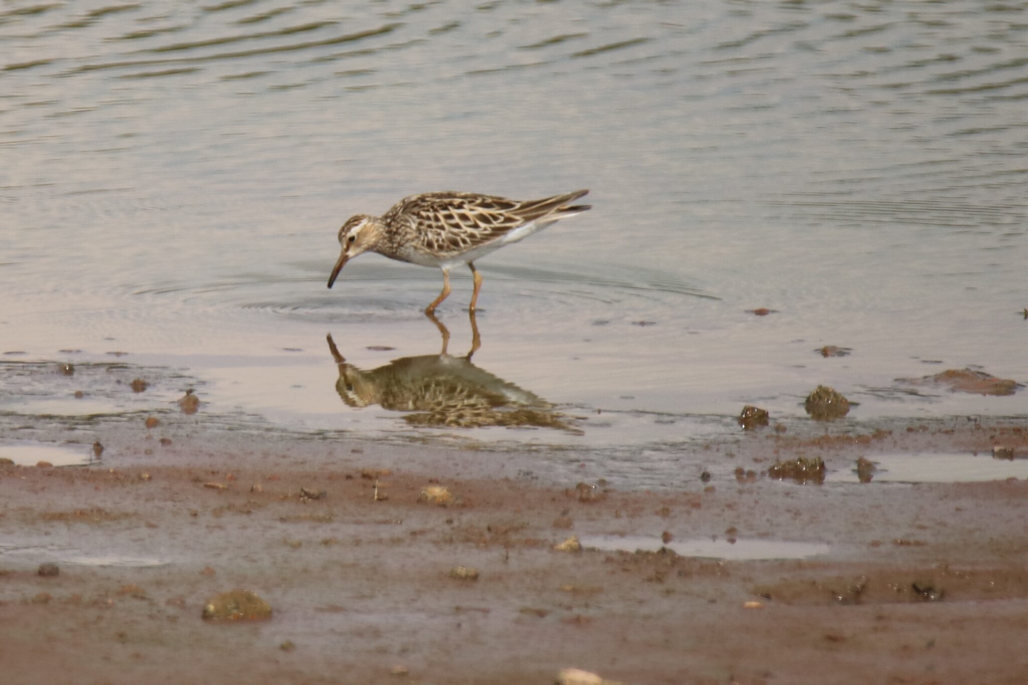 Pectoral Sandpiper | Great Bird Pics