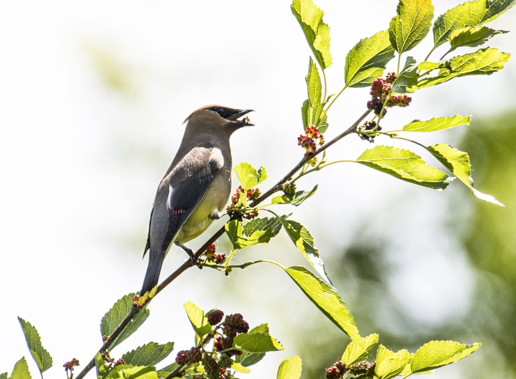 FOY Cedar Waxwing feeding | Great Bird Pics