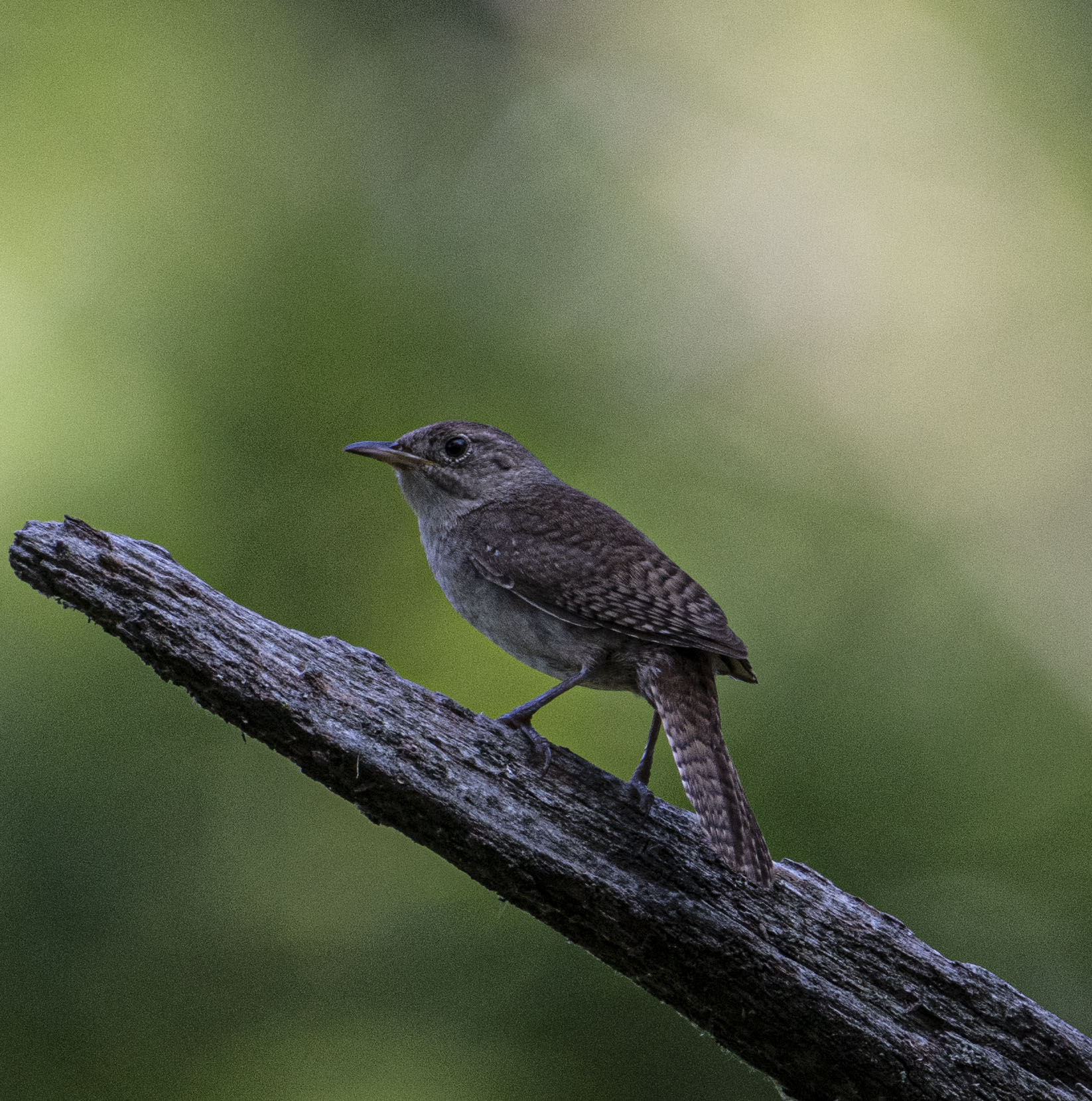 A quiet wren? | Great Bird Pics