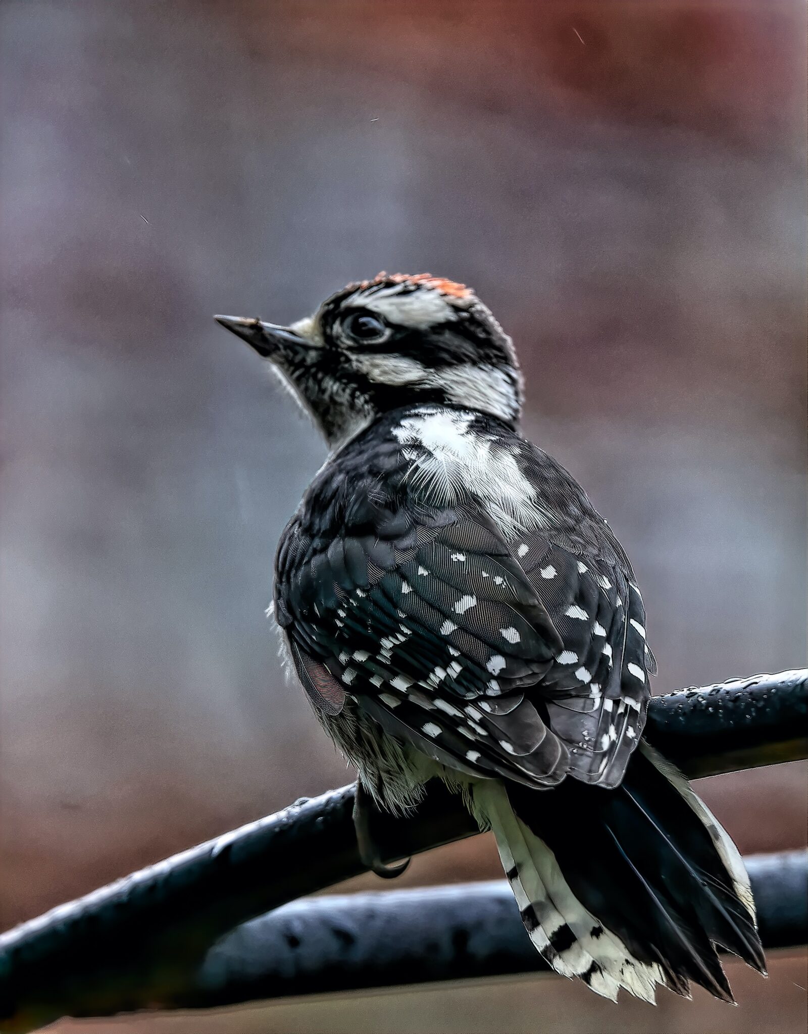 Downy Woodpecker | Great Bird Pics
