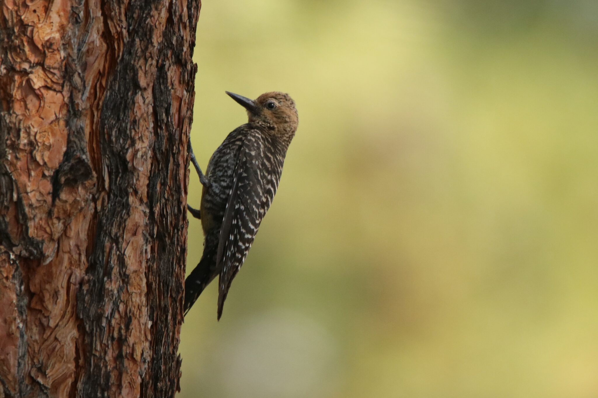Williamson’s Sapsucker | Great Bird Pics