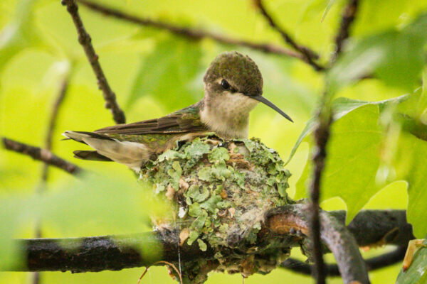 Hummer Bummer.1 | Great Bird Pics