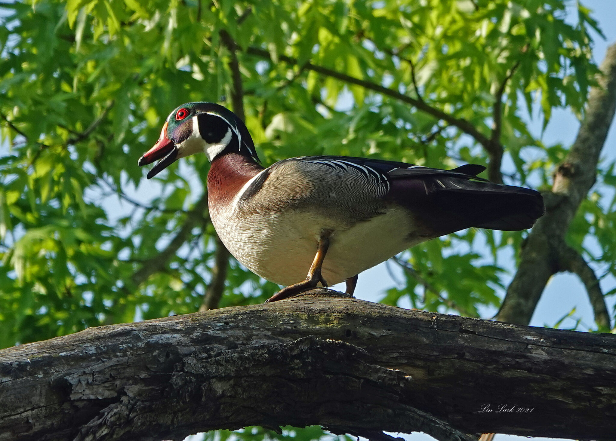 Ducks in Trees? | Great Bird Pics