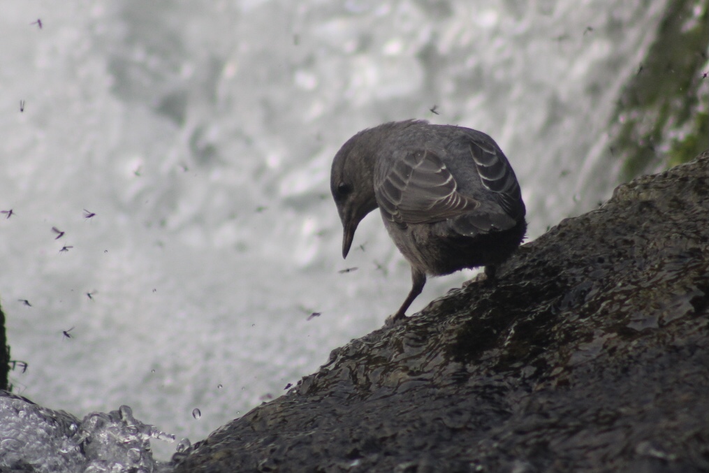 Catching Bugs. | Great Bird Pics