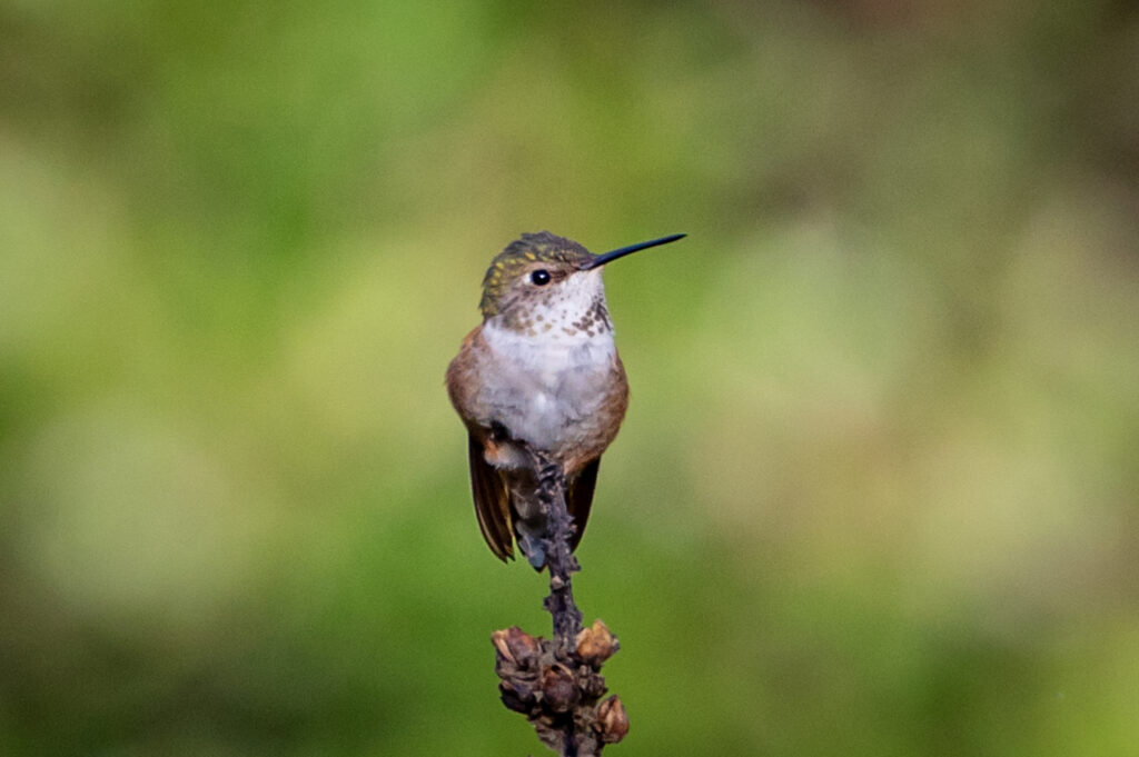 Hummer Perched | Great Bird Pics