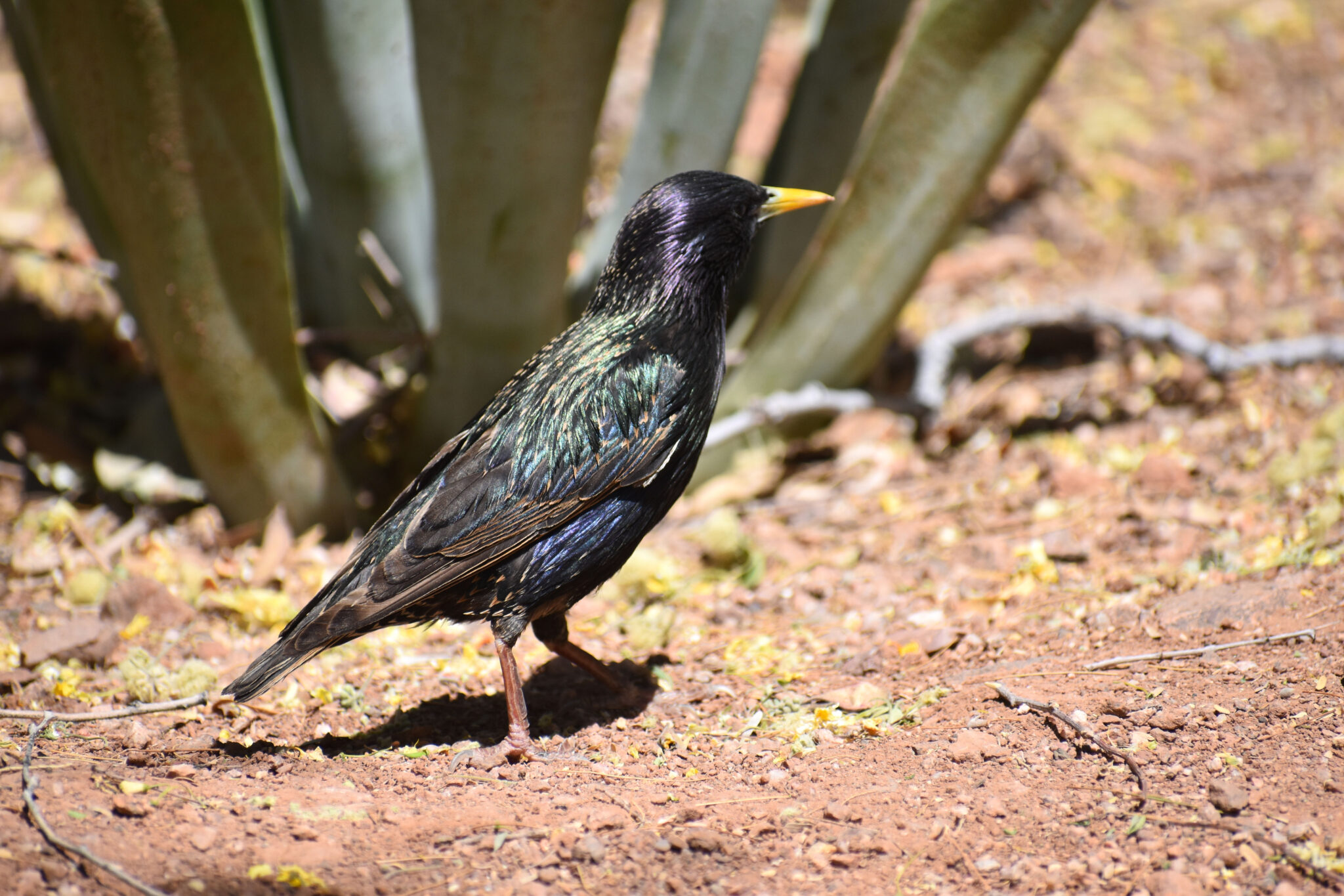 European Starling in the Desert | Great Bird Pics
