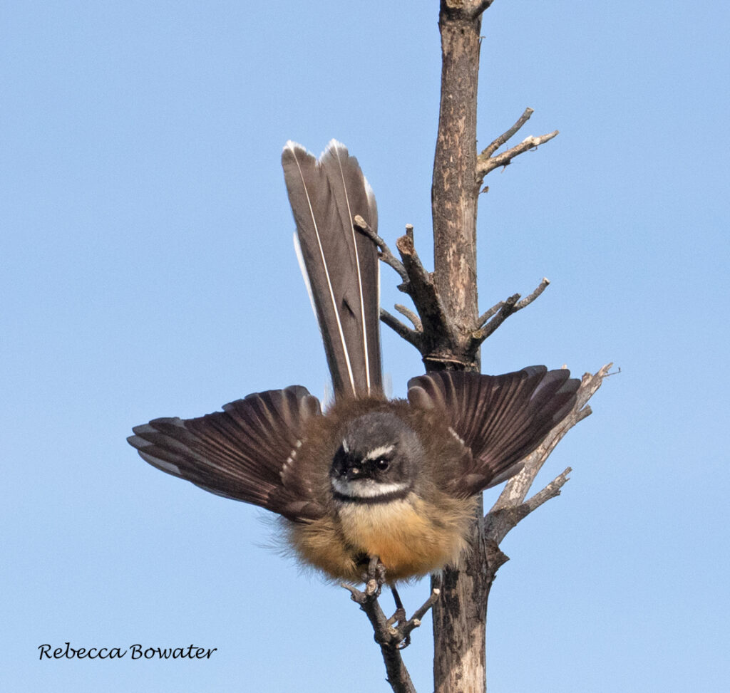 New Zealand Fantail Piwakwaka | Great Bird Pics