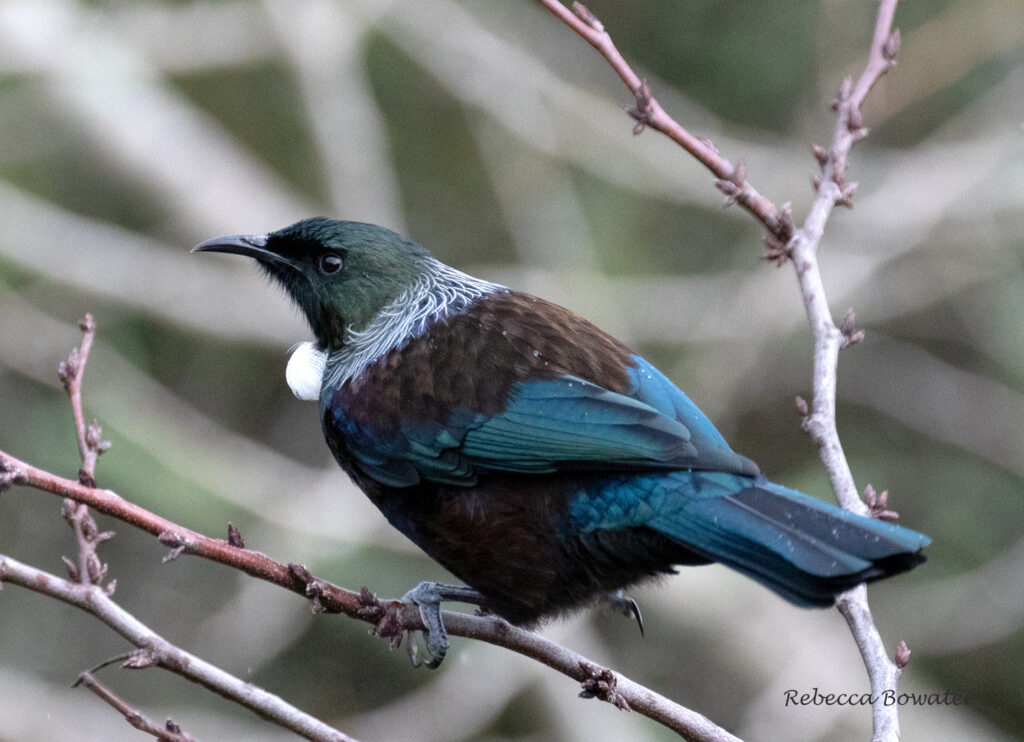 Tui or Parson Bird | Great Bird Pics