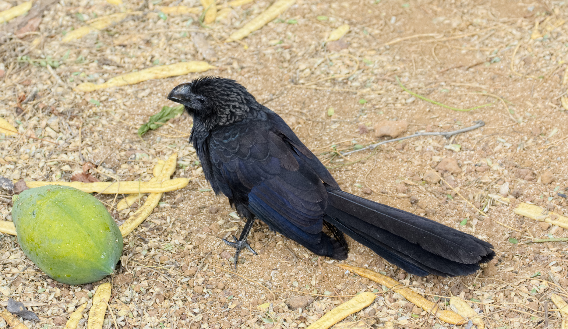 Groove-billed Ani | Great Bird Pics