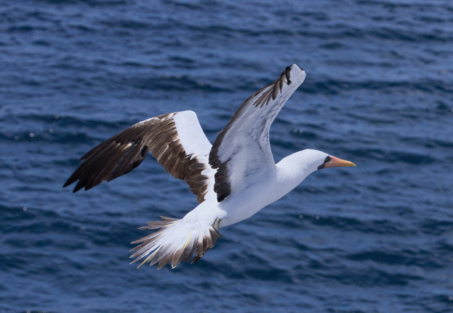 Masked Booby | Great Bird Pics