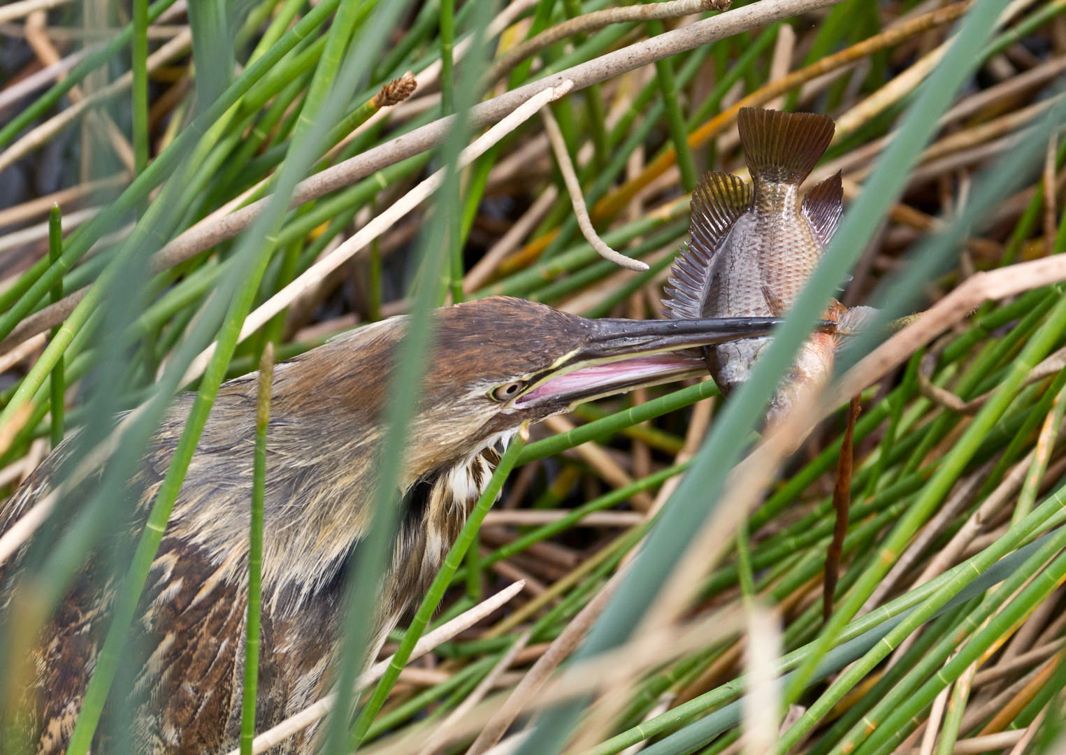 American Bittern | Great Bird Pics