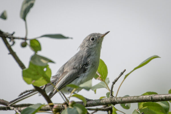 Know that White Eye-ring Anywhere | Great Bird Pics