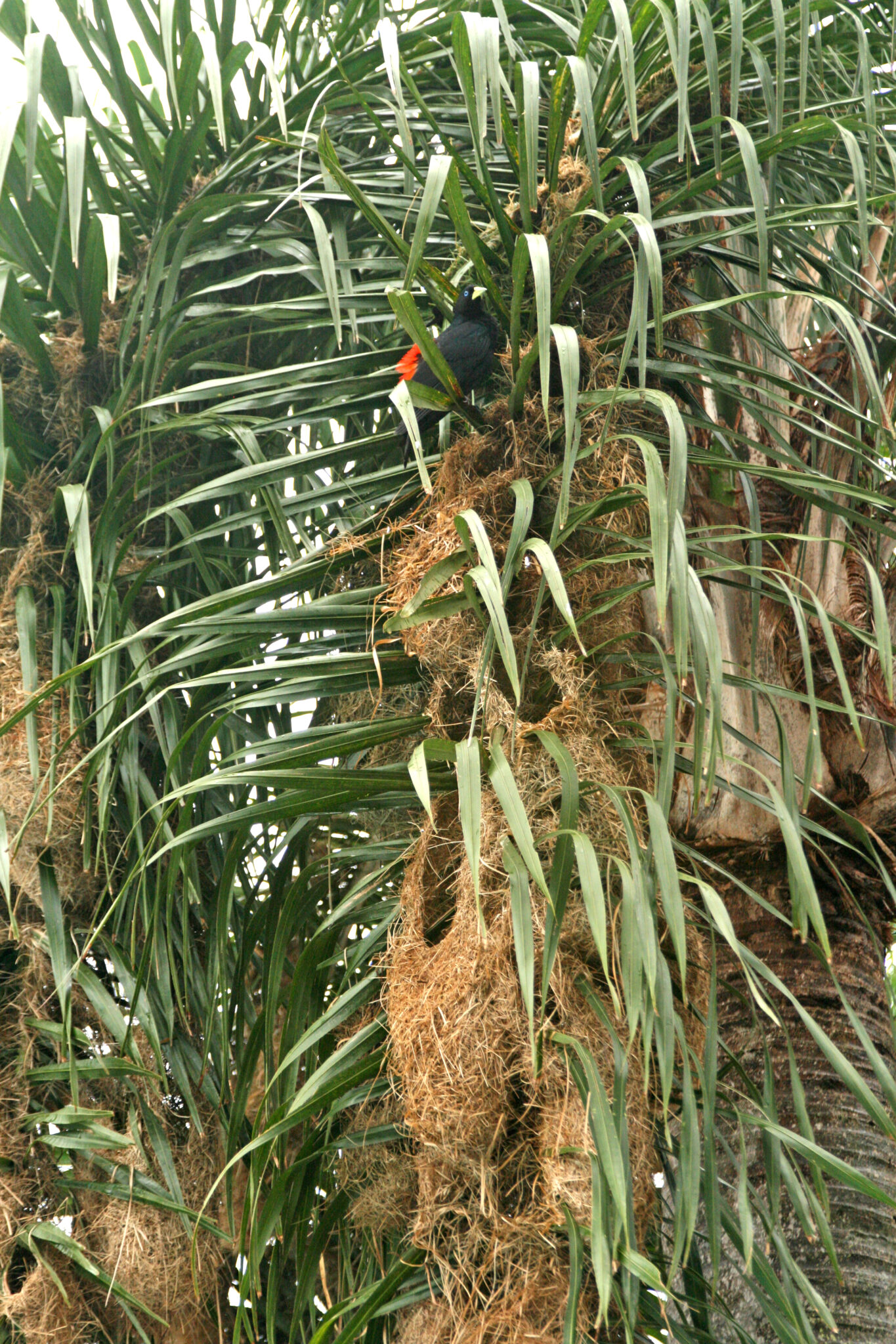 Red-rumped Cacique and nests | Great Bird Pics
