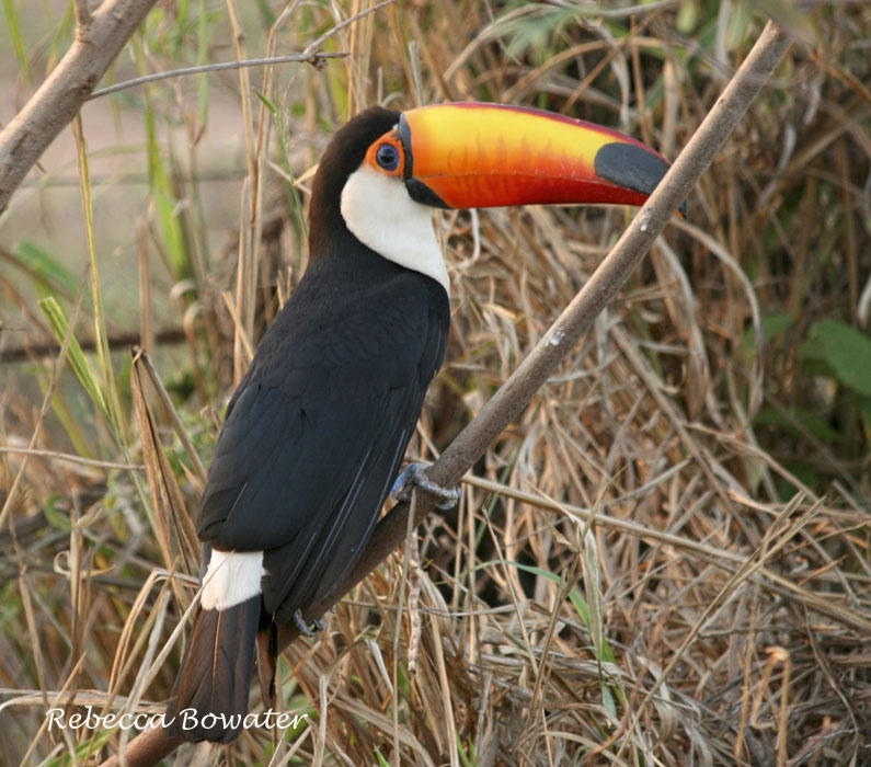 Toco Toucan | Great Bird Pics