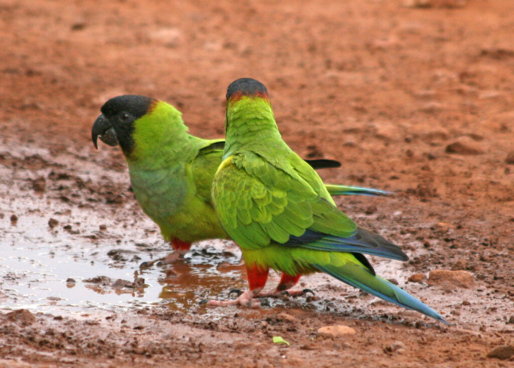 Black-headed Parrot | Great Bird Pics