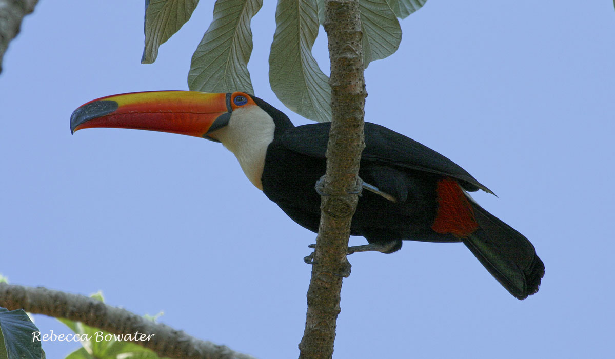 Toco Toucan | Great Bird Pics