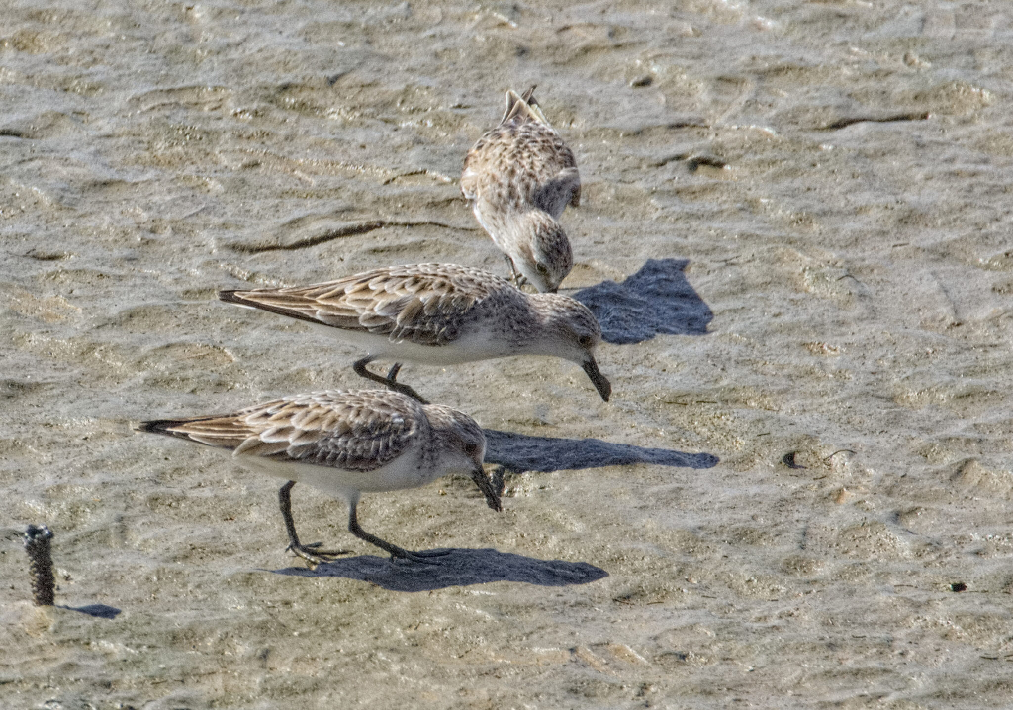 Red-necked Stint | Great Bird Pics