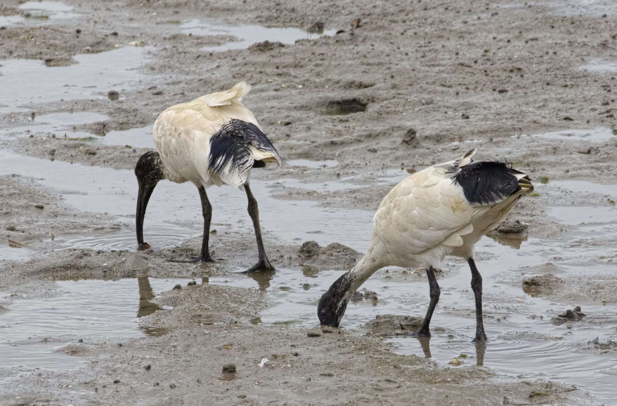 Australian White Ibis | Great Bird Pics