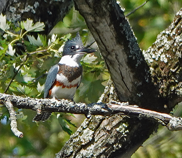 Punk Rocker | Great Bird Pics