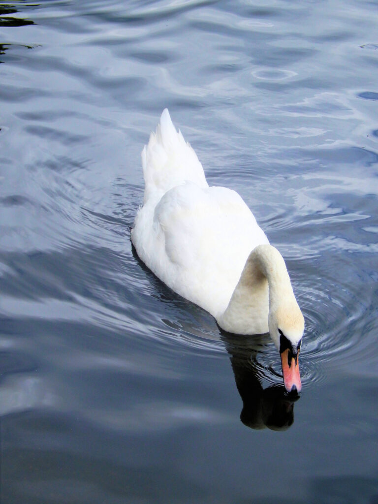 Swan in a Pond | Great Bird Pics