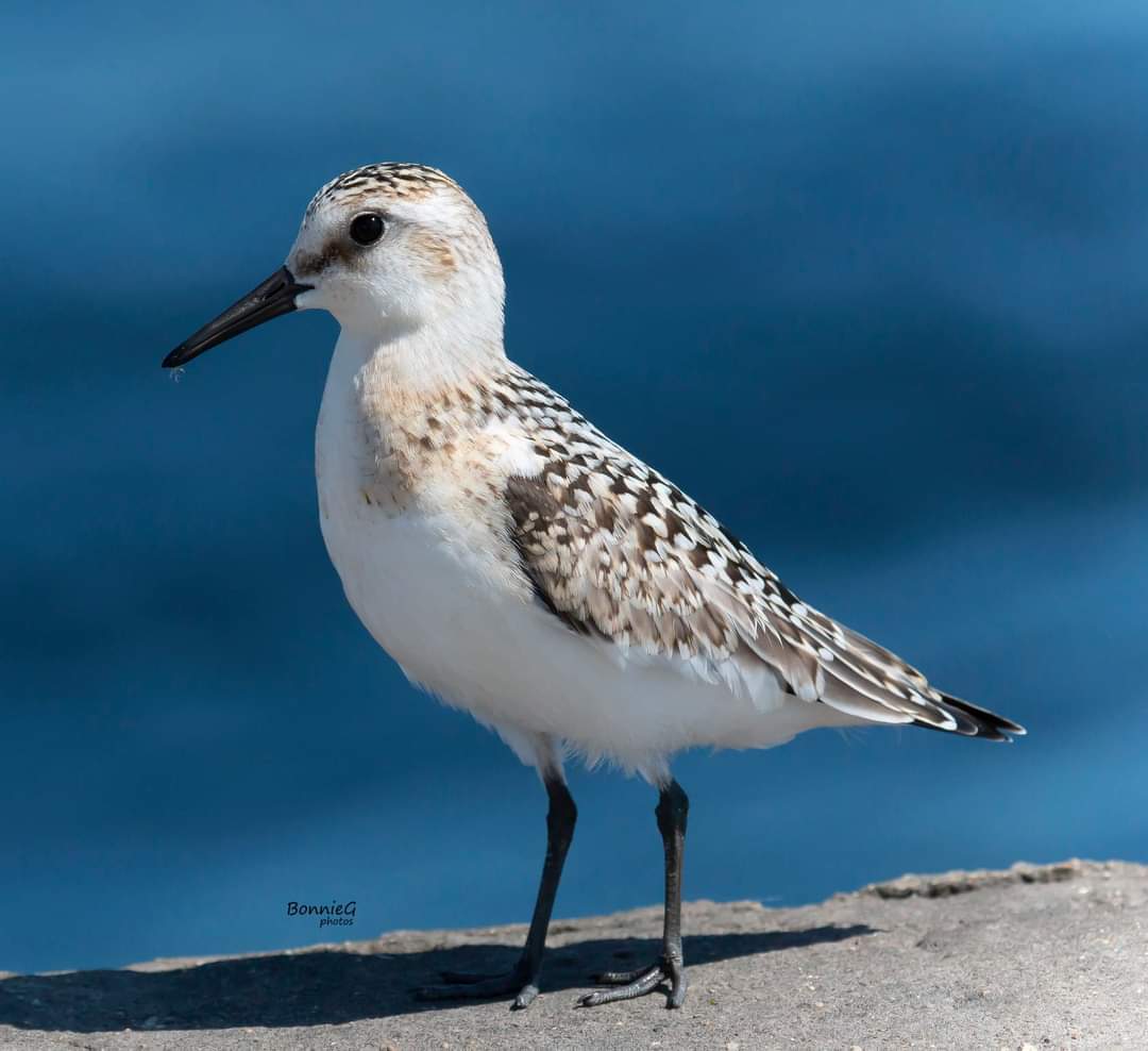 Sanderling | Great Bird Pics