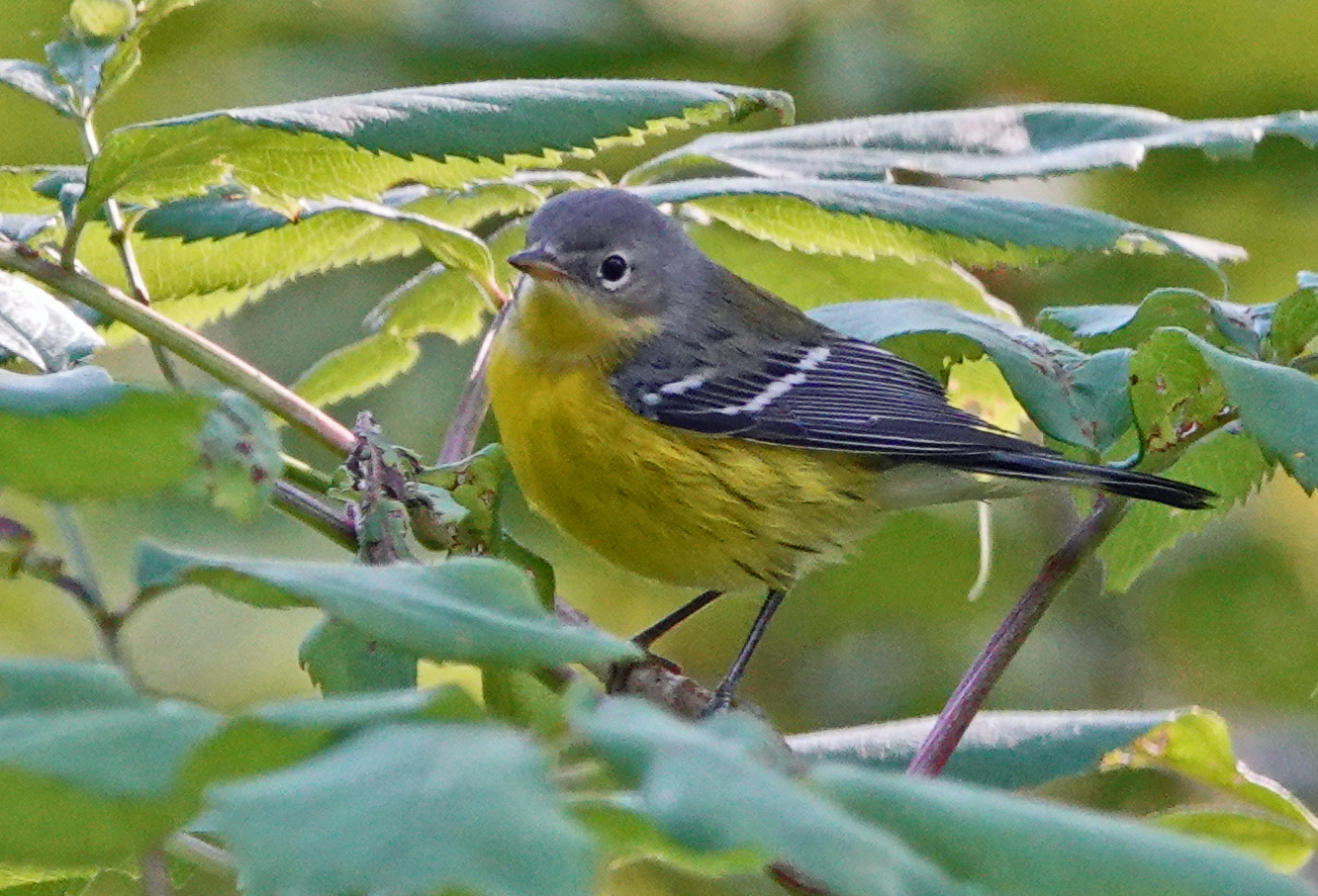 Faded Magnolia | Great Bird Pics