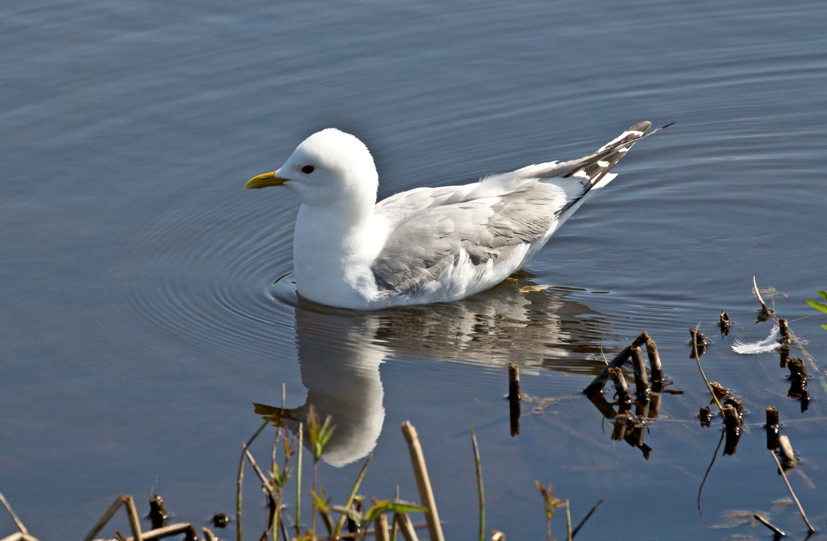 Mew Gull | Great Bird Pics