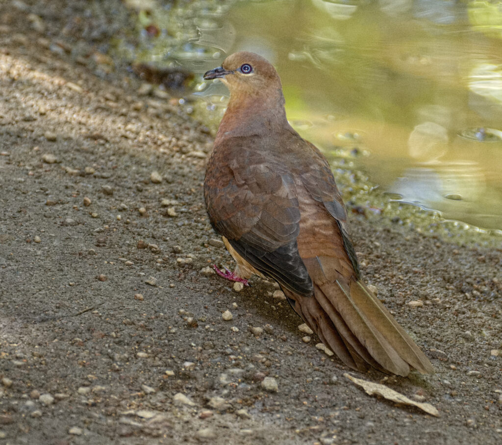Brown Cuckoo Dove | Great Bird Pics