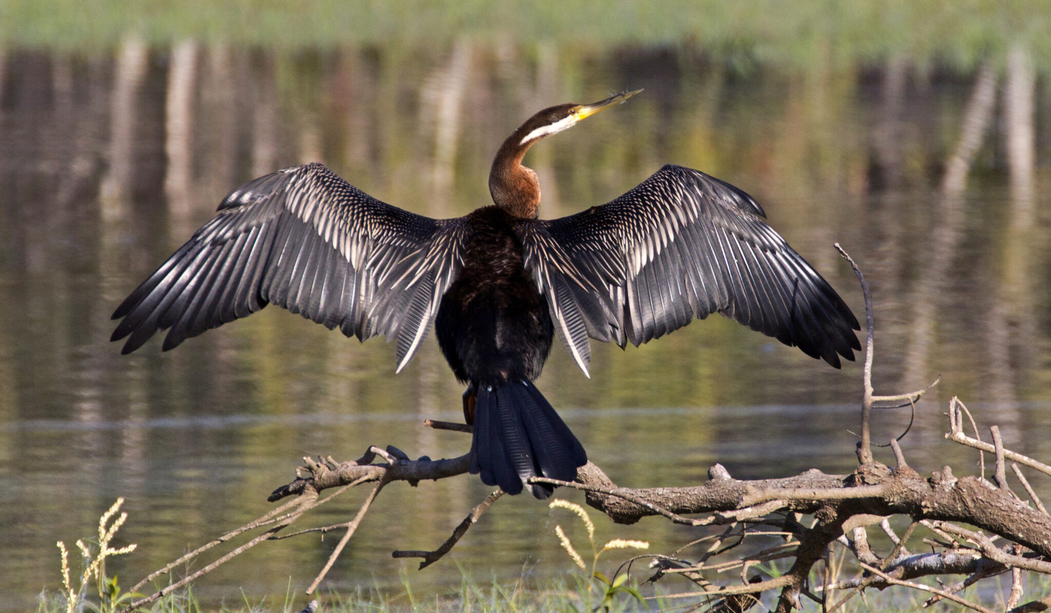 Australasian Darter | Great Bird Pics