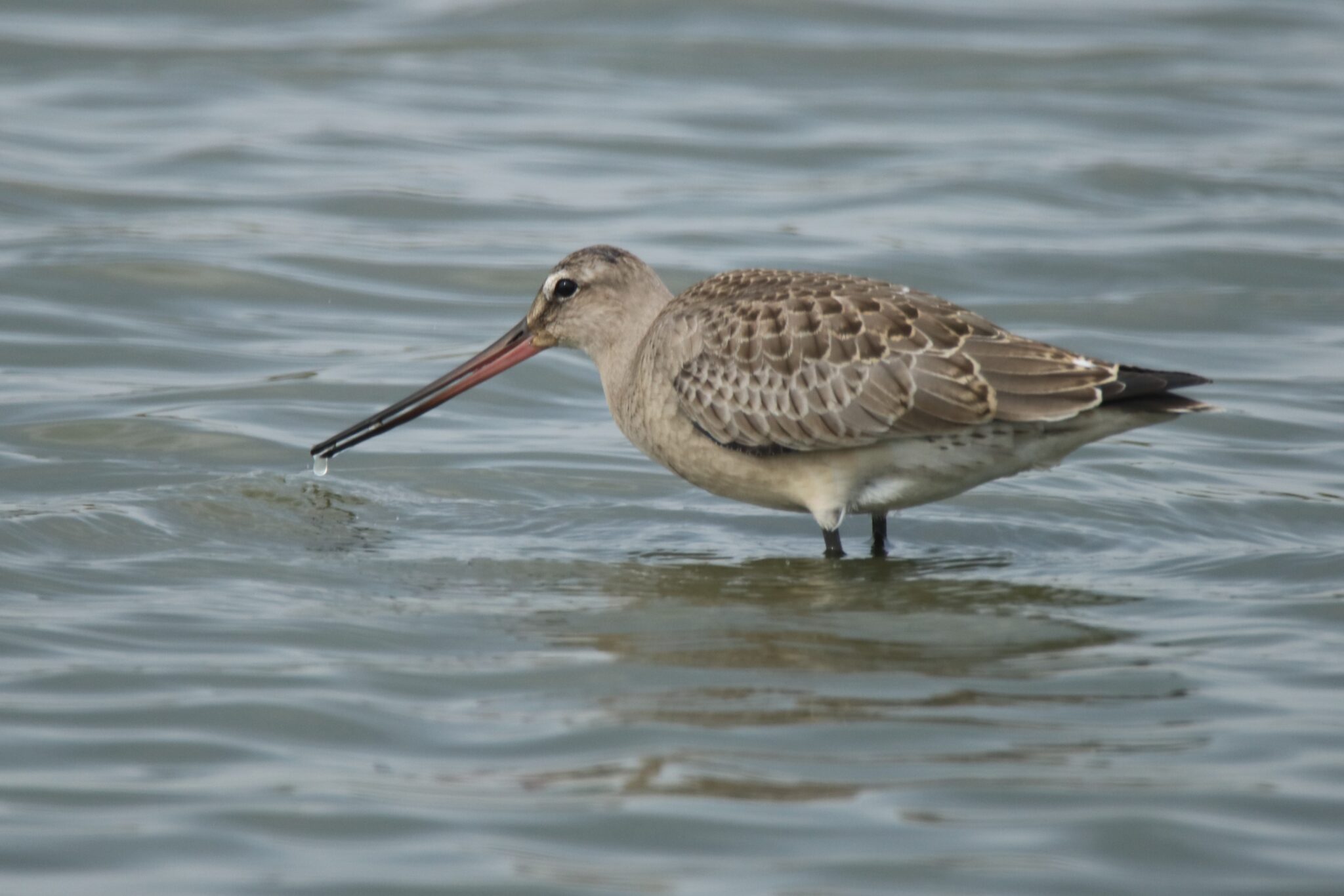 Hudsonian Godwit (non-breeding plumage) | Great Bird Pics
